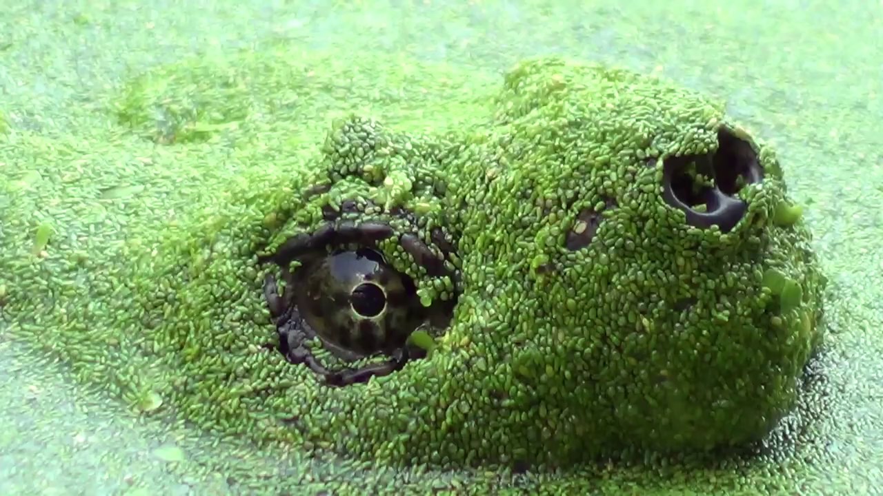 Snapping Turtle Camouflage HQ HD - YouTube