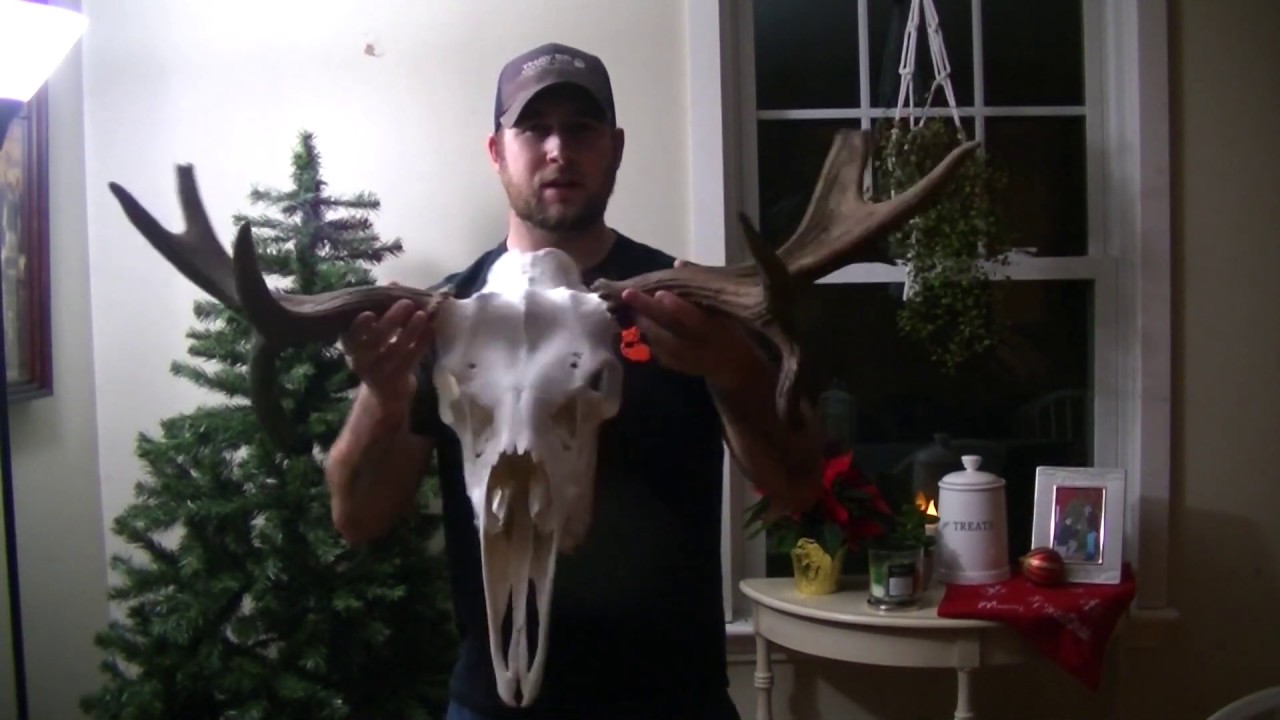DIY Moose Head European Mount - YouTube