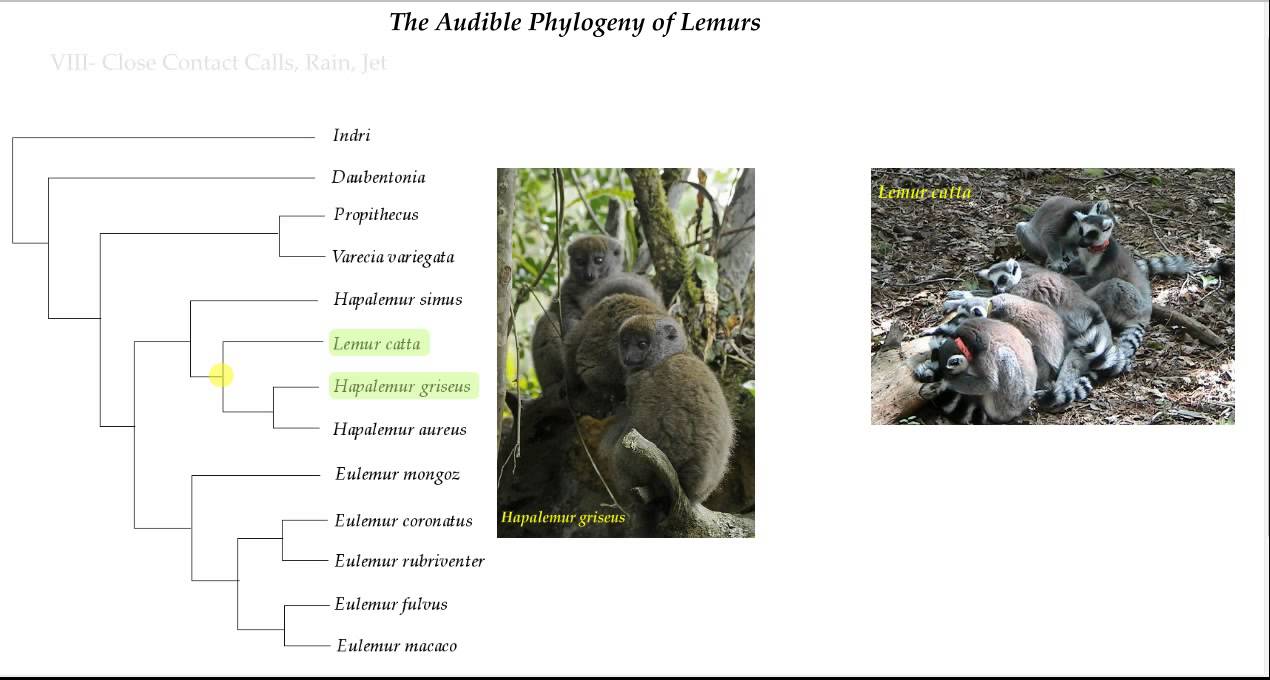 Chris Mercer- The Audible Phylogeny of Lemurs - YouTube