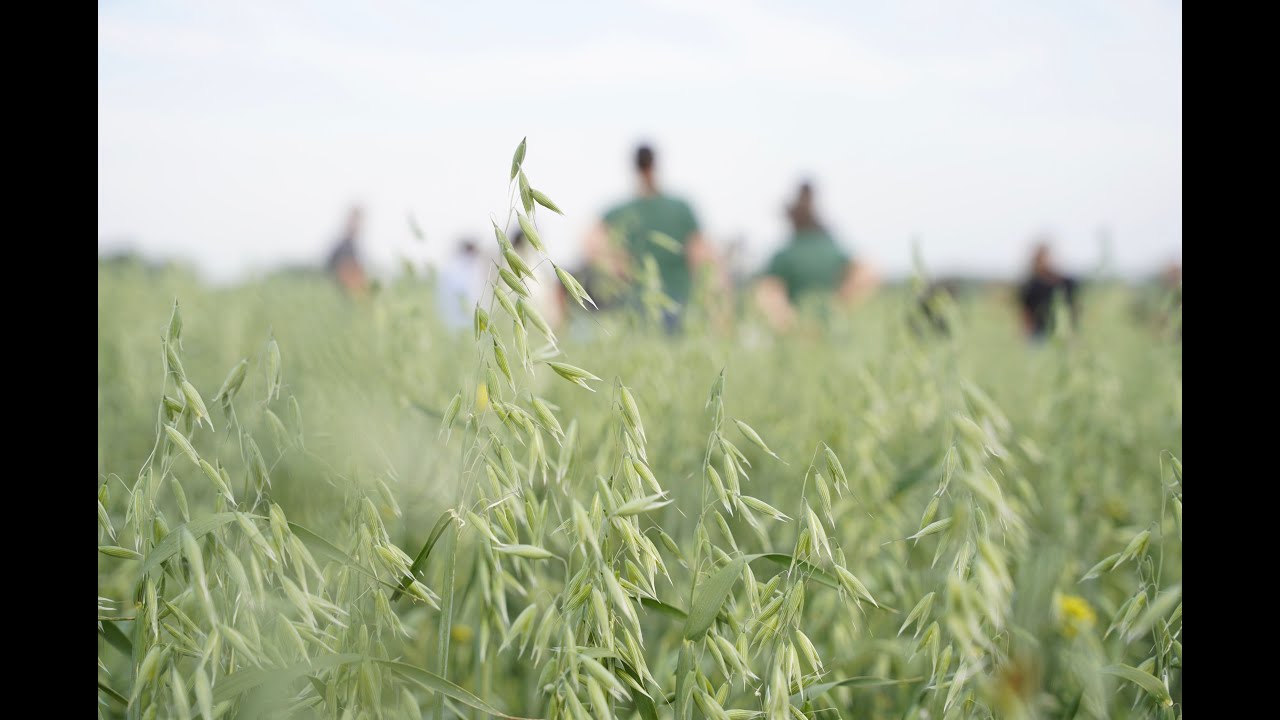 Regenerative Organic Oats Program - Learning from Program Producers ...