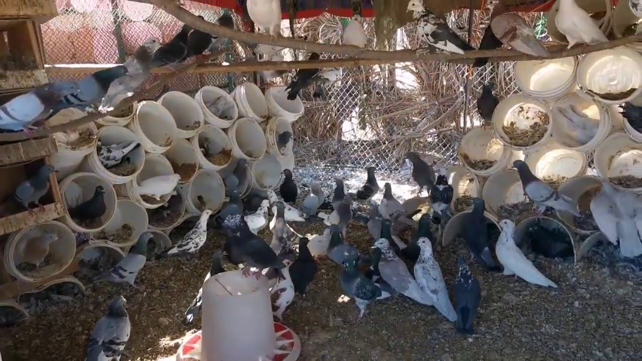 Pigeon Farming in Saudi Arabia || Village Life of Saudi Arabia ...
