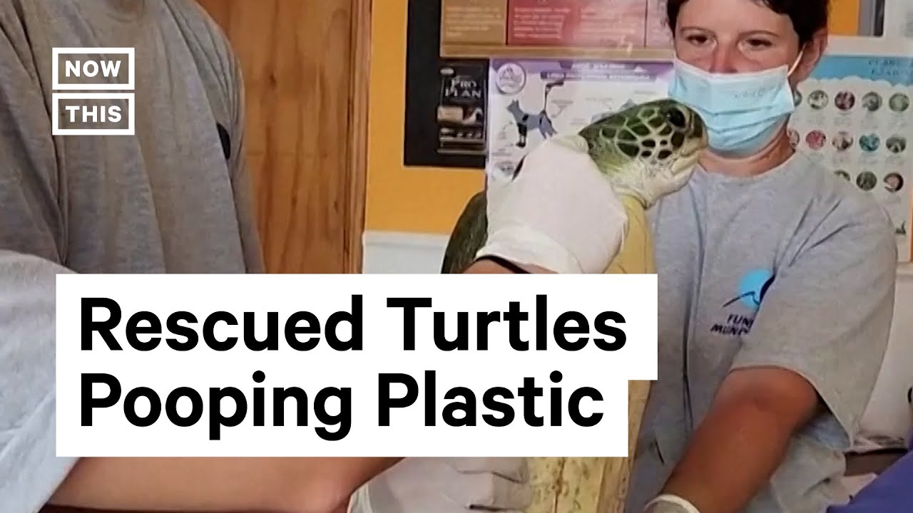 Argentine Rescue Center Rehabilitates Pair of Turtles Pooping Plastic ...