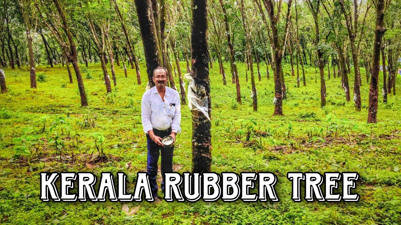 Kerala Rubber Tree Forest | Kalady Plantation | Kallala Estate ...