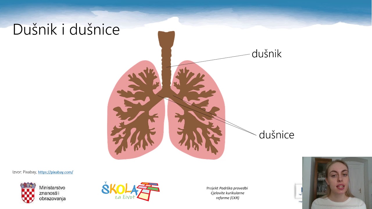Biologija 7 R OŠ Disanje čovjeka Youtube