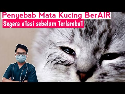 MATA KUCING BERAIR ? INI PERTOLONGAN PERTAMANYA || drh Mirza Yusa ...