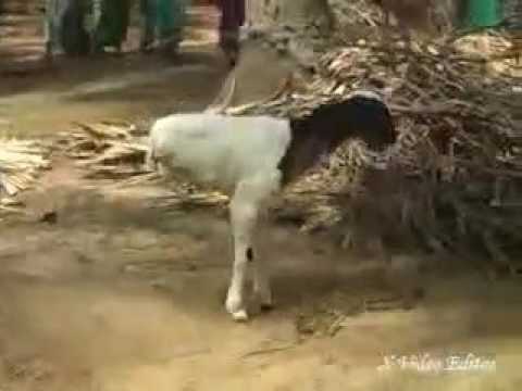 Goat with two legs - YouTube