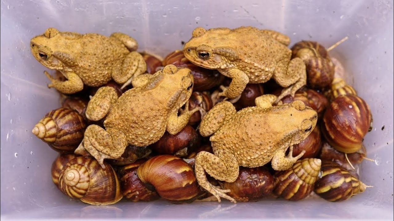 Unbelievable Snails & Frogs You Didn't Know Existed - YouTube