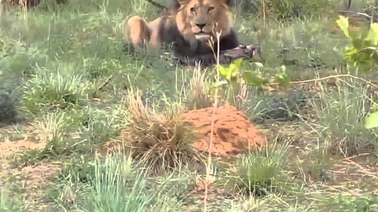 lion attach lion vs cow lion vs cow fight lion vs cowboys Full HD - YouTube