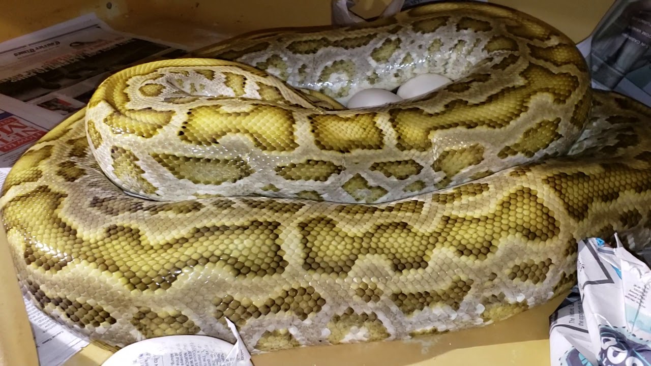 HYPO BURMESE PYTHON EGGS! 😎👍 - YouTube