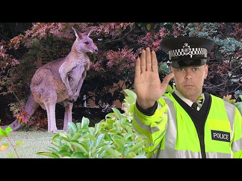Police Corner Kangaroo Near My House in Australia - YouTube