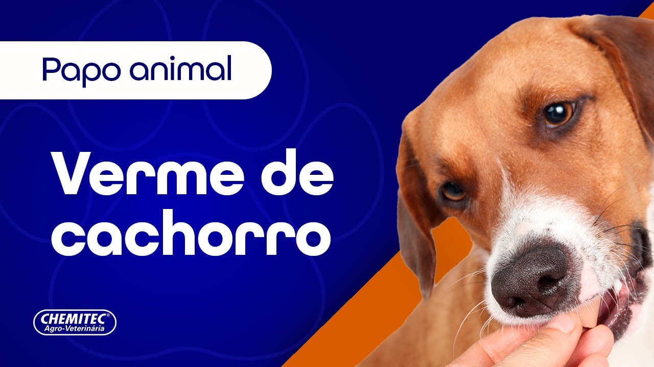 Verme de cachorro: tipos, sintomas e tratamentos - YouTube