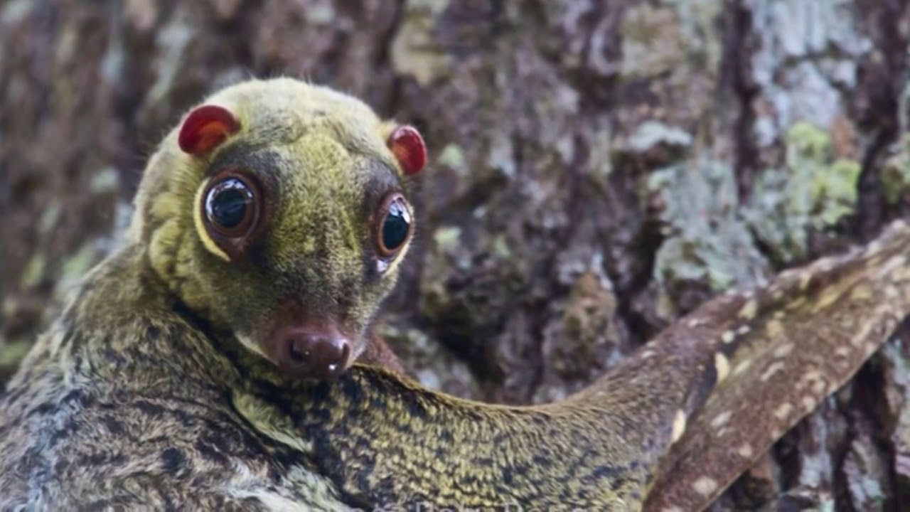 Sunda colugo, tufted deer and pink fairy armadillo - YouTube