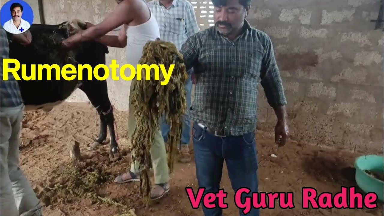 Rumenotomy ।। रूमेनोटॉमी ।। Rumenotomy in a cow ।। Dr. Radheshyam Saini ...