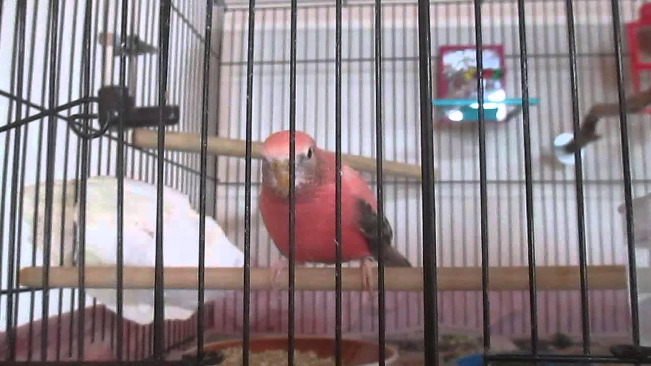 A Favorite Rosy Bourke Parakeet - YouTube