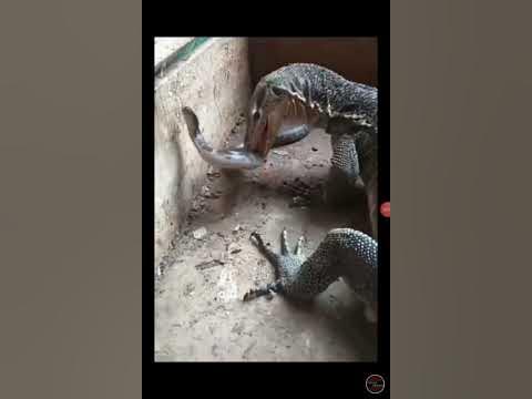 Monitor lizard vs baby python - YouTube