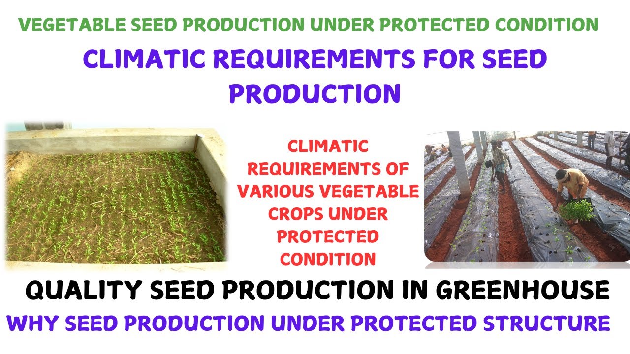 Vegetable Seed Production Under Protected Conditions || What is ...
