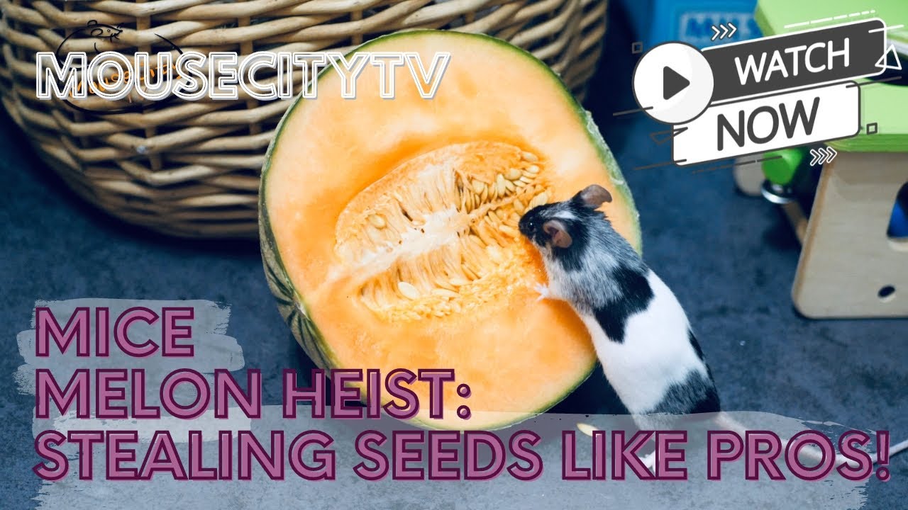 Mice Melon Heist: Stealing Seeds Like Pros! - MouseCityQuickTV - YouTube