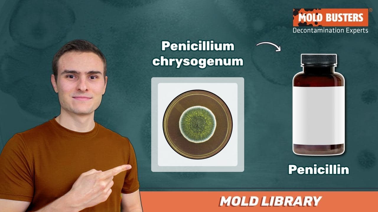 Penicillin Mold Allergy