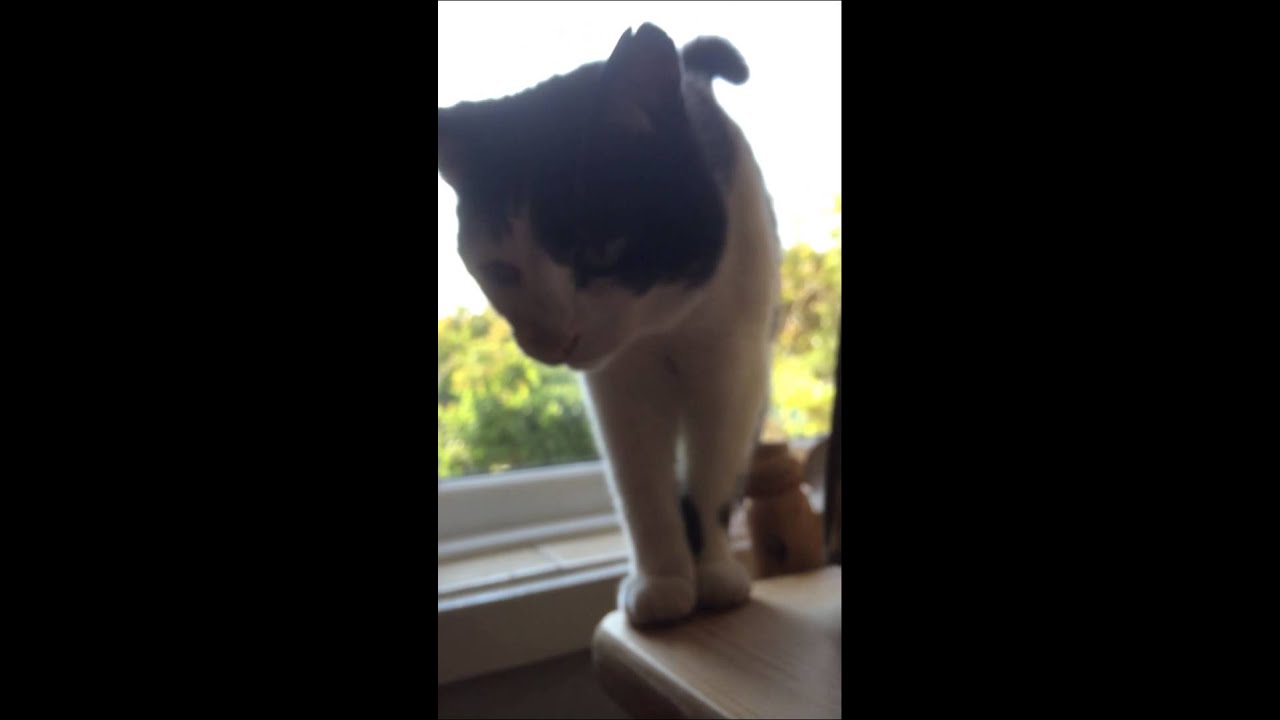 Moaning cat - YouTube