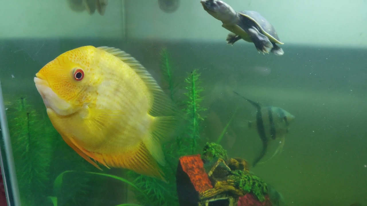 Amazing Aquarium Fish Feel Relaxed ️#aquascape #aquariumfish - YouTube