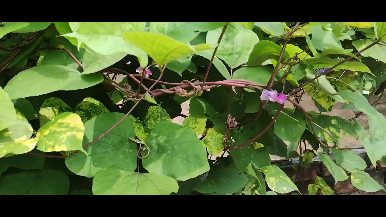 sim plant garden sim plant - YouTube