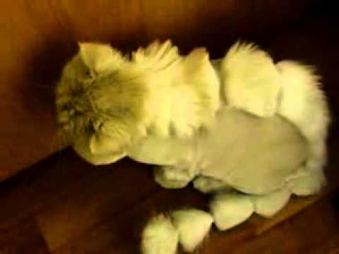 Catosaurus - YouTube