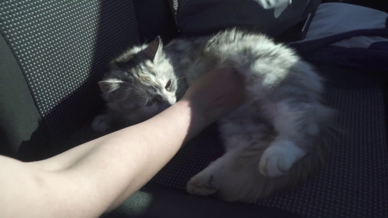 Cat with an identity crisis - YouTube
