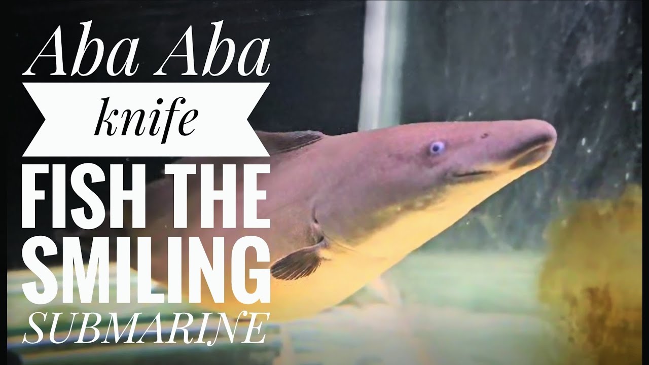 Aba Aba knife fish | Aba aba fish feeding | aba aba fish care ...