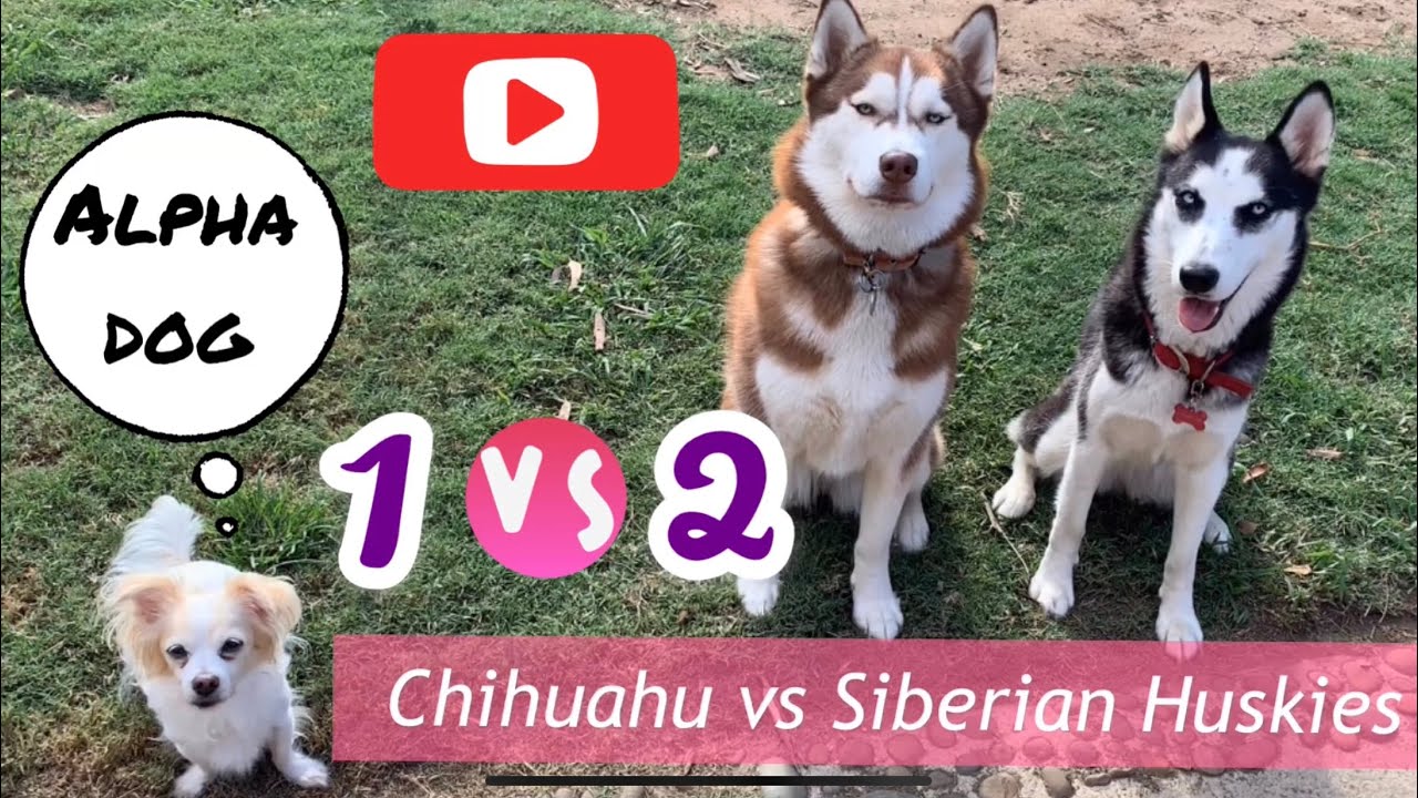 Husky challenging alpha dog Chihuahua / 치와와한테 덤비는 허스키 자매 - YouTube