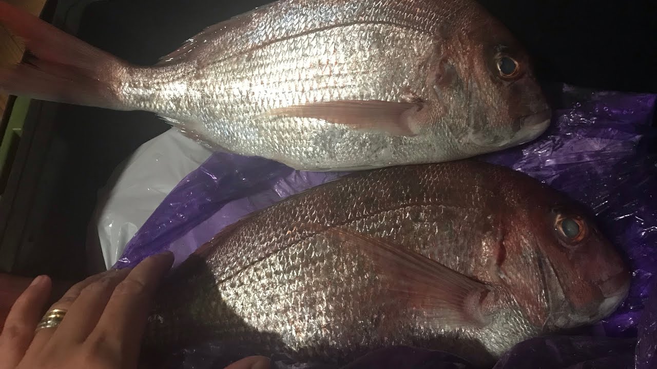 red snapper - maya maya - YouTube