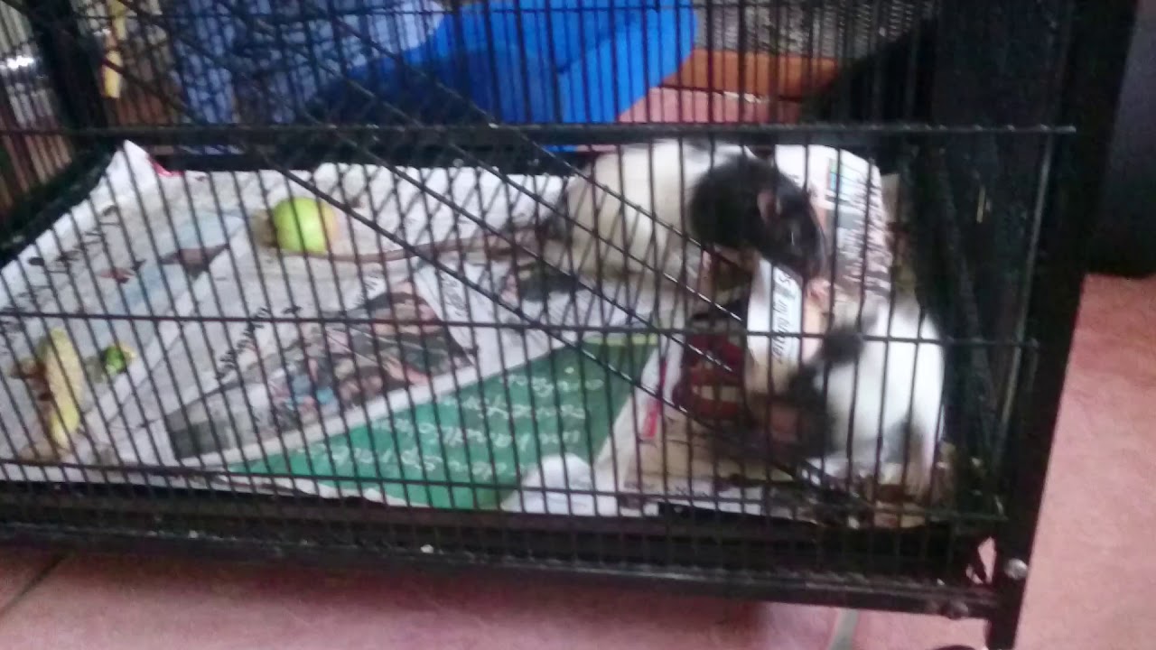 Rattensex rats mating Ratten Paarung sex Hitzig Ratten Farbratten ...