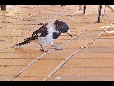 "MAGICAL SOUND OF THE BABY BUTCHER BIRD" - YouTube