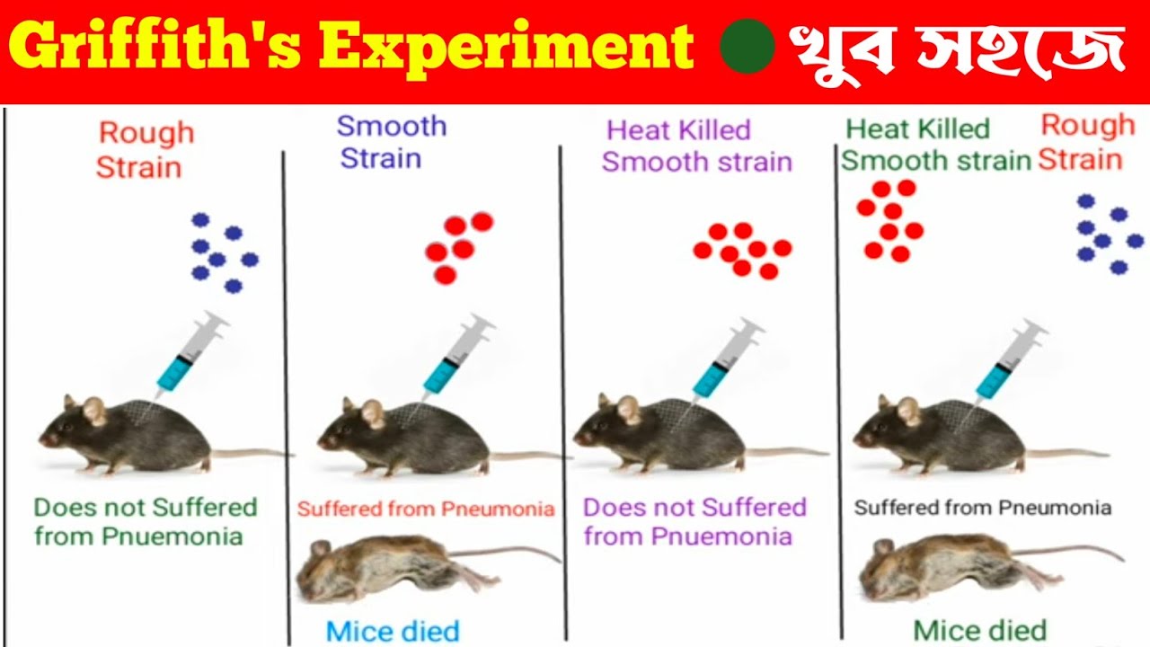 Griffith Experiment in Bengali । Griffith Experiment Bacterial ...