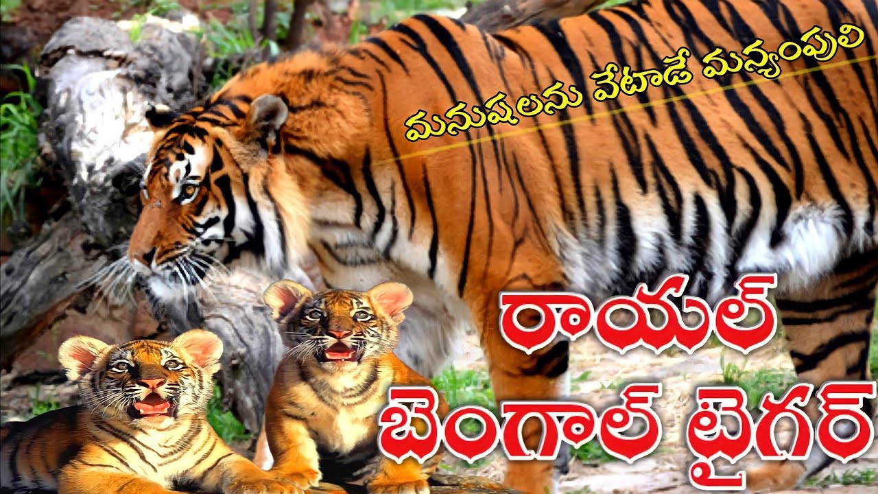thak man eater Indian tiger in telugu || Best tiger story in telugu ...