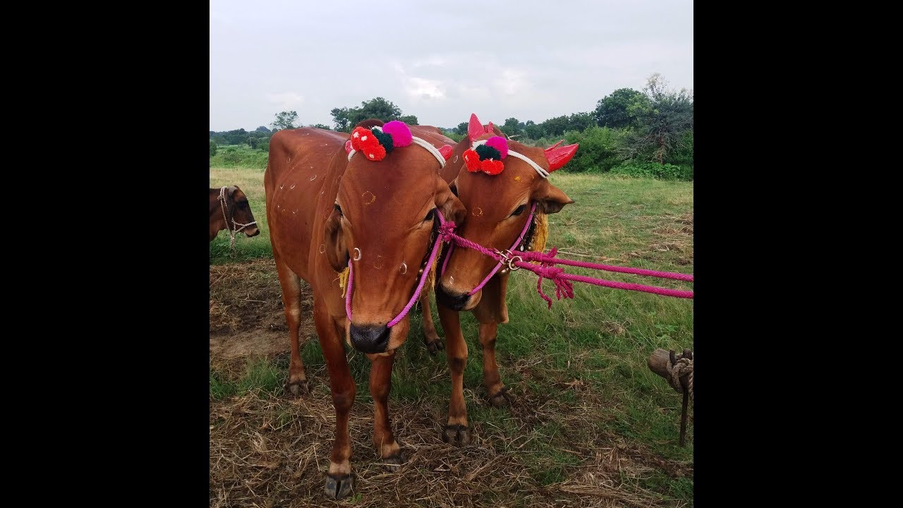 Bail pola festival | Bail Pola maharashtra part 1 | बैलपोळा - YouTube