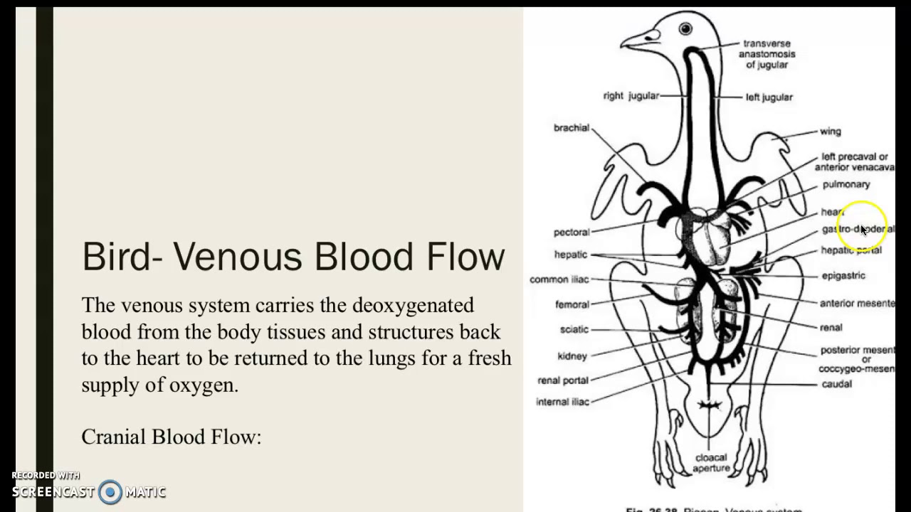 Bird and Mammal Circulation/Aortic Arches 1/2 - YouTube