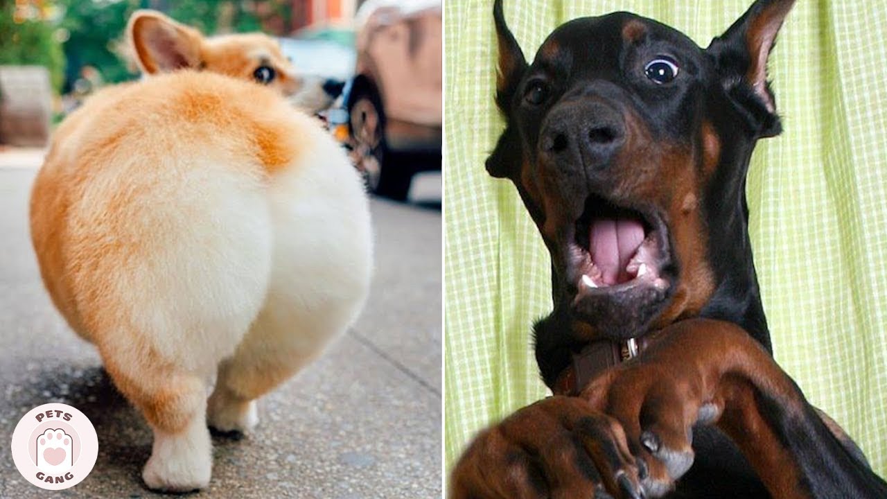 WARNING!!! These funny dogs will make you laugh all day - YouTube