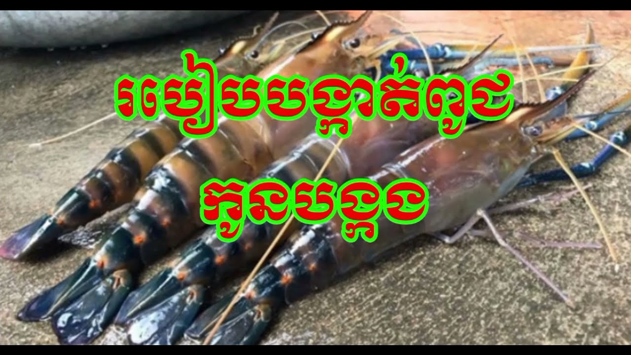 របៀបបង្ការ់ពូជកូនបង្កង How to breed lobster seedlings - YouTube