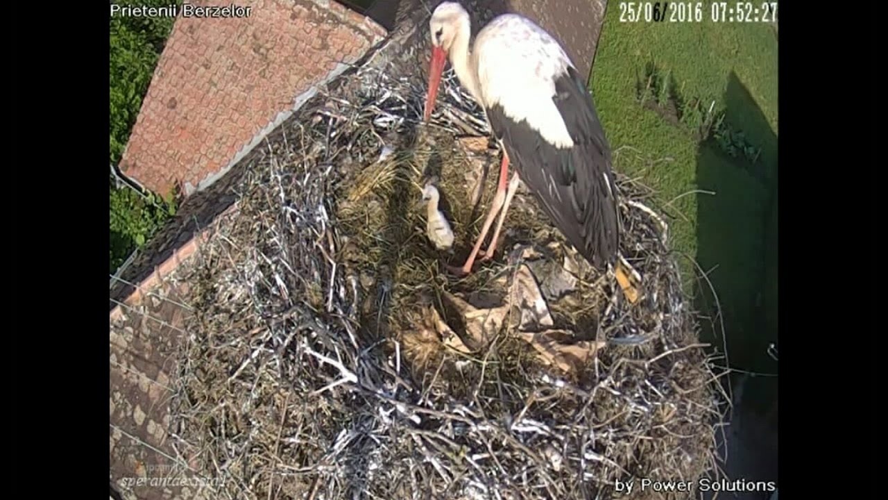 Cuib Barza Cristian / White Stork Romania Cristian - 7 Days Old Stork ...