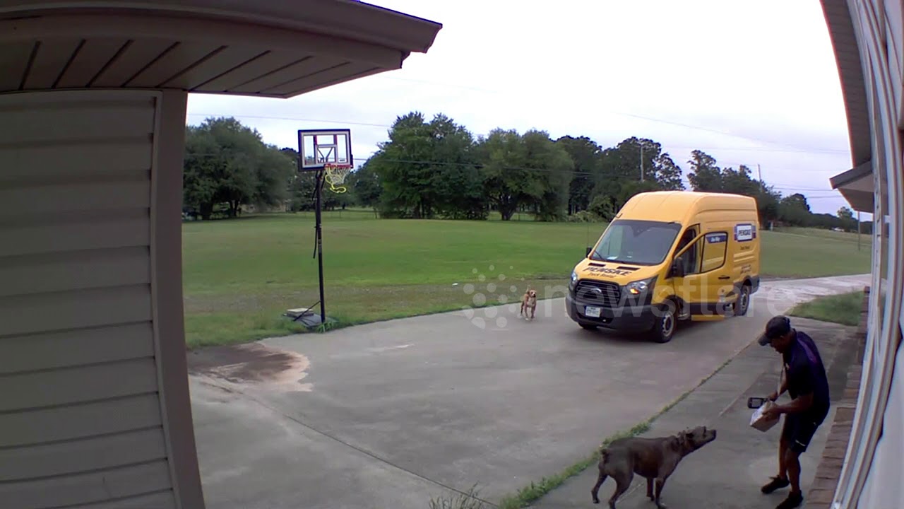 Funny Dogs Chase FedEx Driver Back into his Van - YouTube