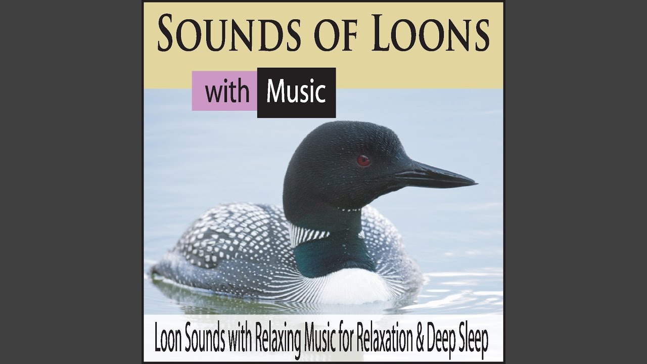 Sounds of Loons (With Relaxing Music) - YouTube