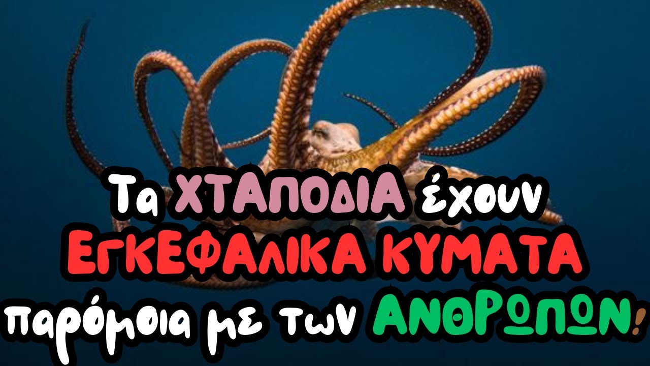 Τα ΧΤΑΠΟΔΙΑ έχουν ΕΓΚΕΦΑΛΙΚΑ ΚΥΜΑΤΑ παρόμοια με των ΑΝΘΡΩΠΩΝ! - YouTube