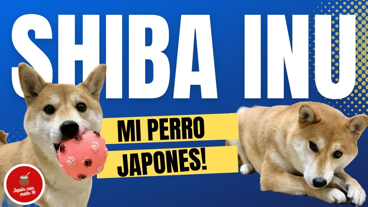 Mi perro JAPONES 🐕 CURIOSIDADES de los SHIBA INU - YouTube