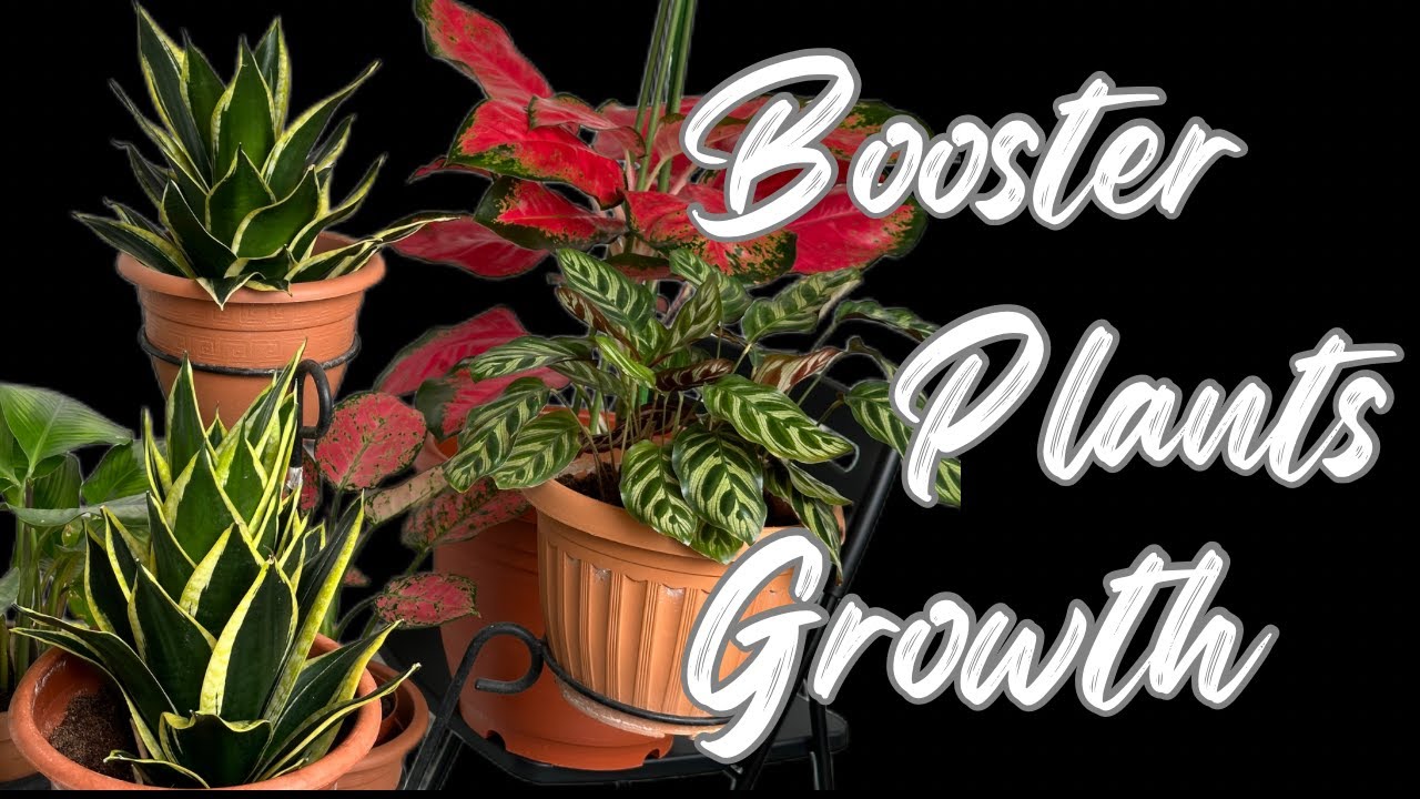Boost Plants Healthy | Fertilizer to boost Plants Growth | Boost Growth ...