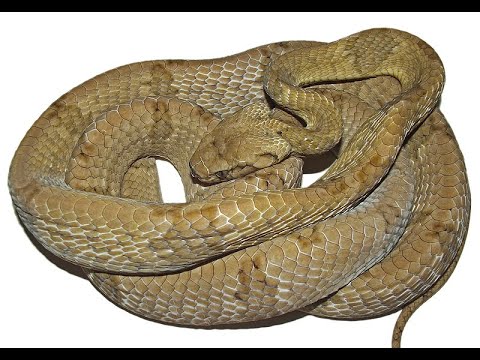 S'N'A Advanced Series: Episode 11 - Blanding's Tree Snake (Toxicodryas ...
