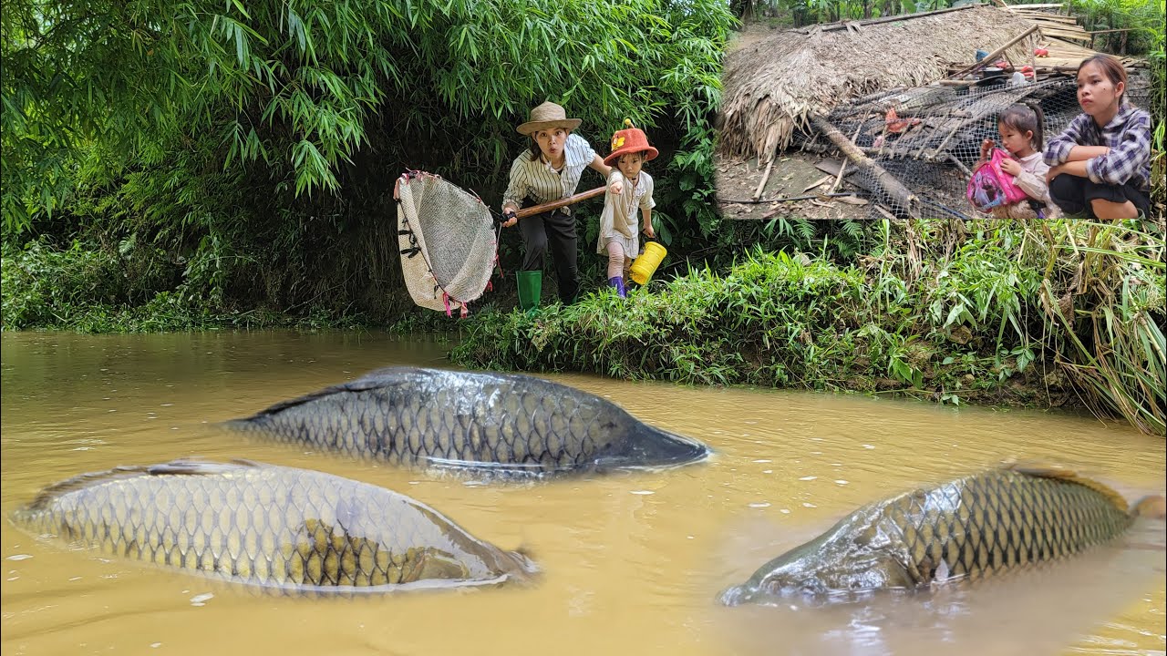 Discover a puddle with many fish stuck after the water recedes. The ...