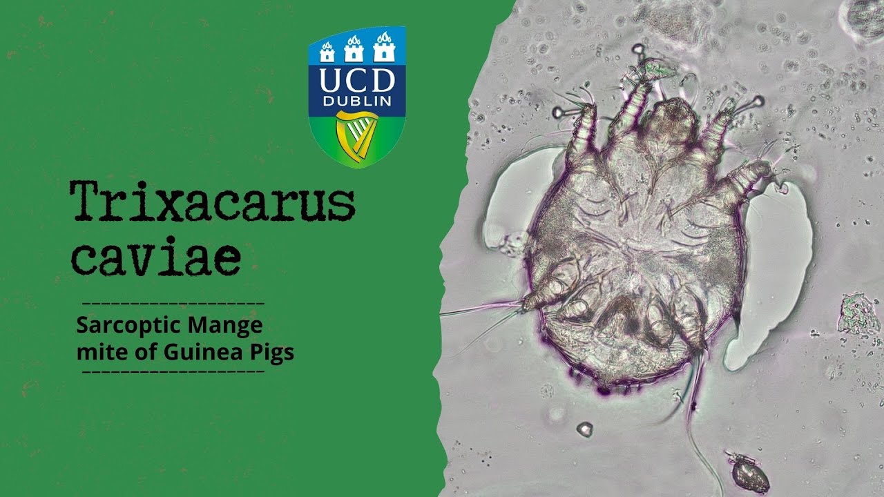 Trixacarus caviae-Guinea Pig Mange mite - YouTube