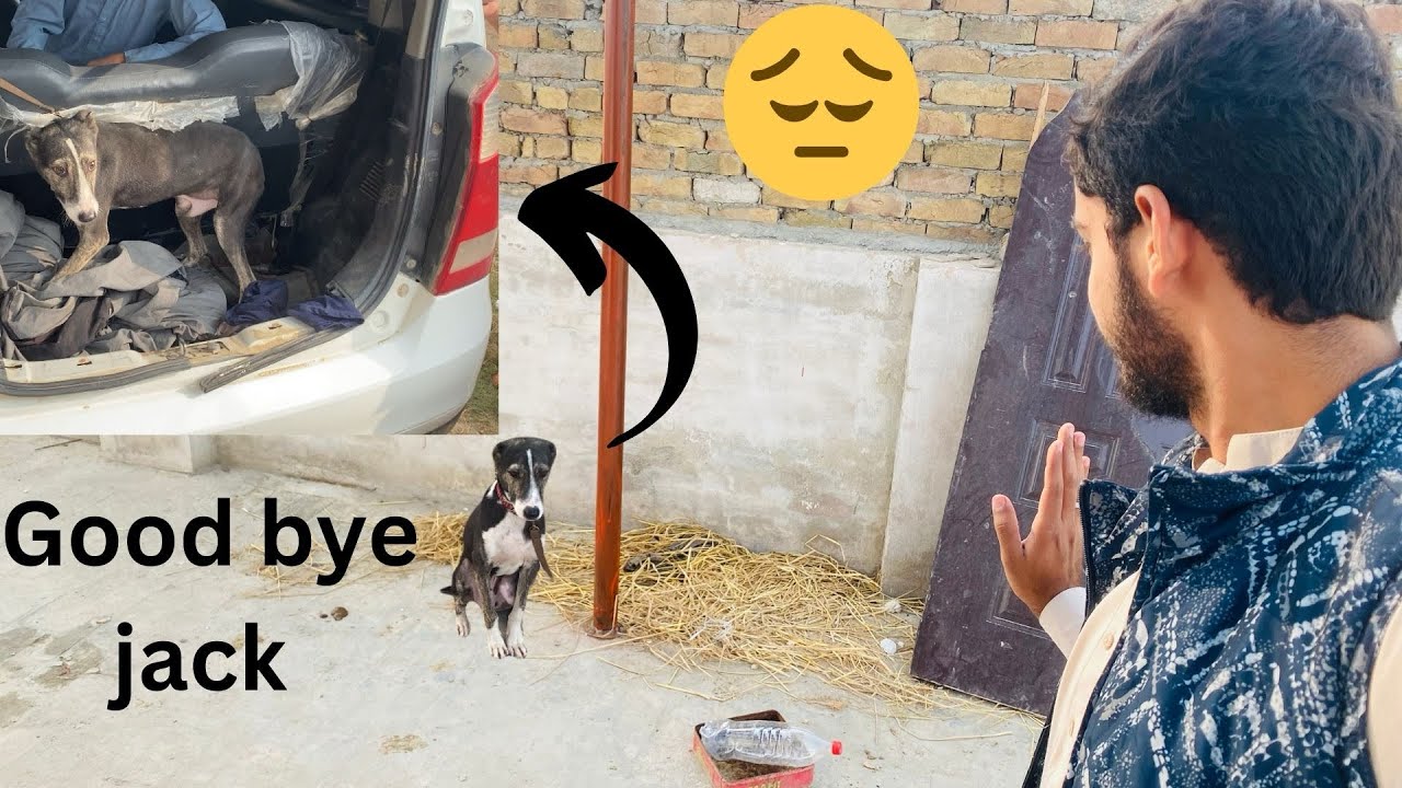 Jack chala gaya😔 good bye jack👋 - YouTube