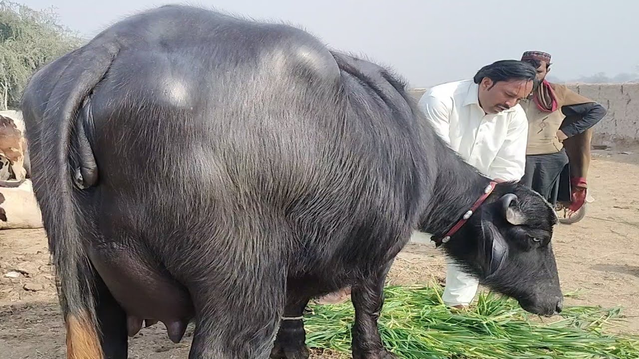Watch nili Ravi buffalo for sale in Punjab Pakistan on YouTube/17/2 ...