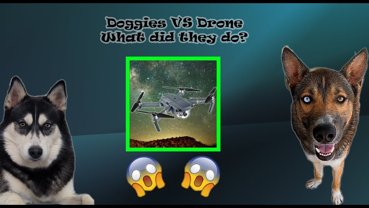 Dogs meet drone for first time and regret it | Pup stuff - YouTube